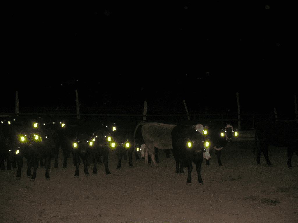 Using Reflective Tape to Mark Cattle and Livestock Ear Tags ...